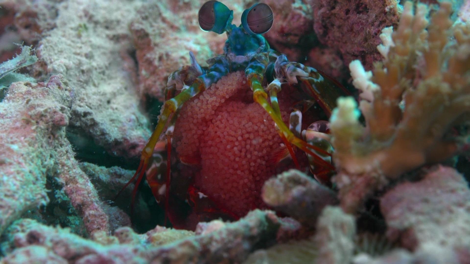 Mantis Shrimp Superpowers | Spy in the Ocean | PBS LearningMedia