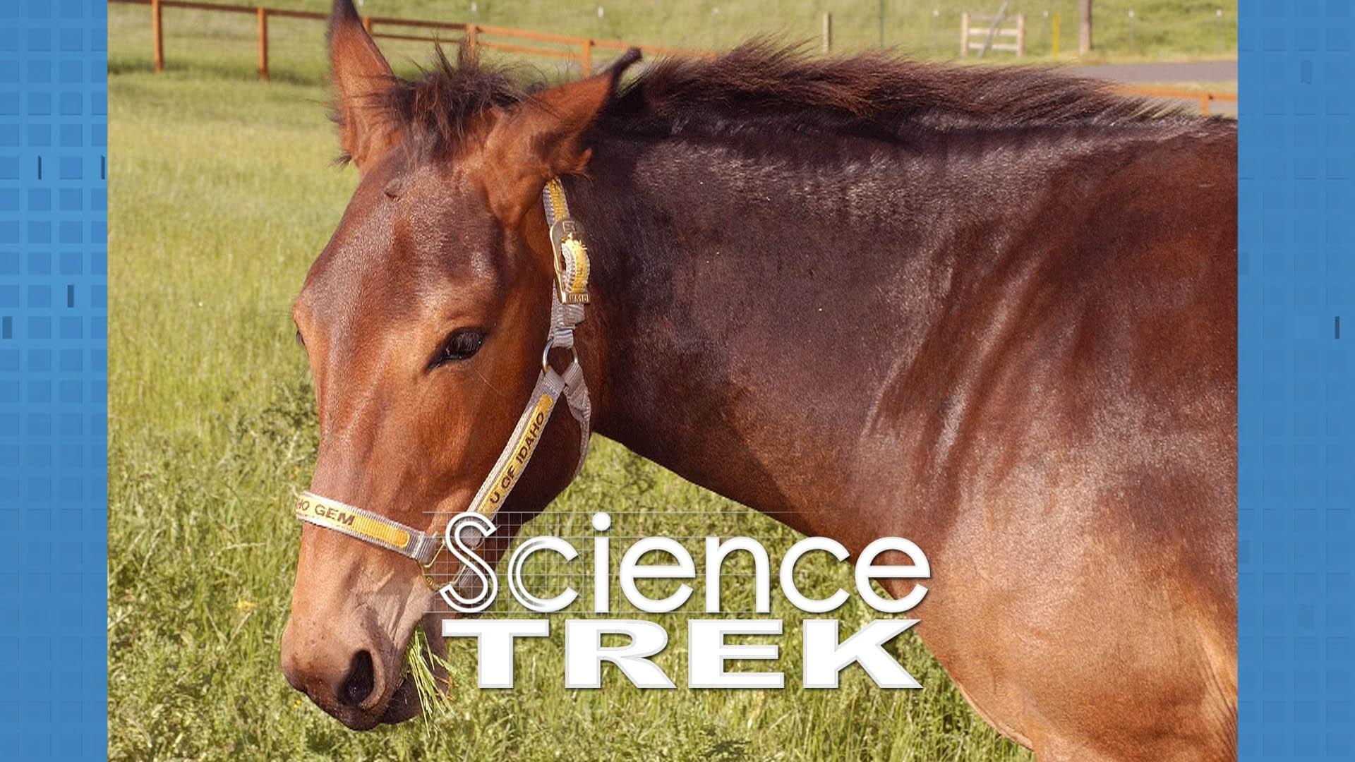 Heredity: Genetic Detectives | Science Trek | PBS LearningMedia