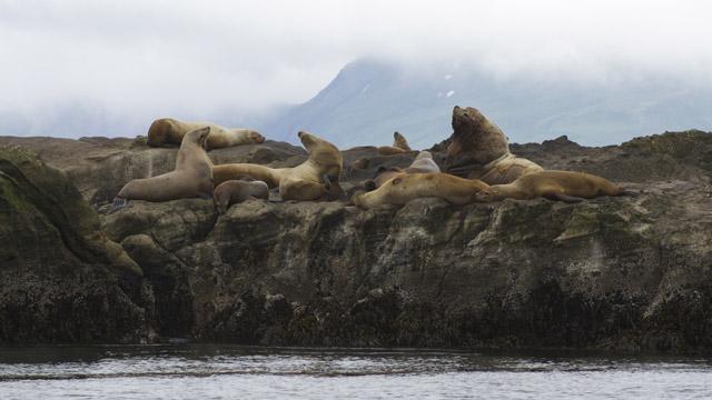 Investigating Steller Sea Lion Populations | NOAA Fisheries | Grades 3 ...