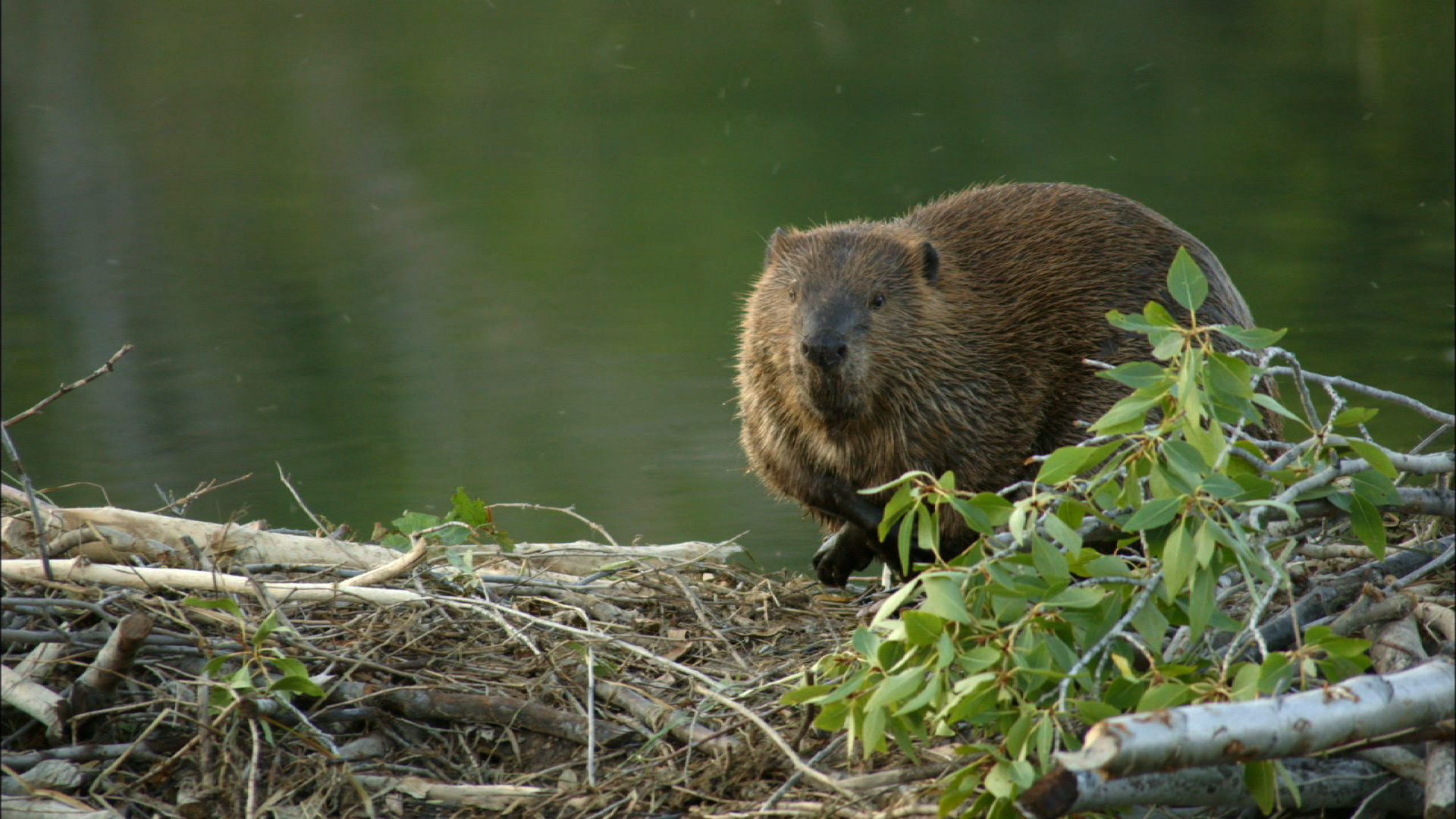 Beavers: Nature’s Architects | PBS LearningMedia