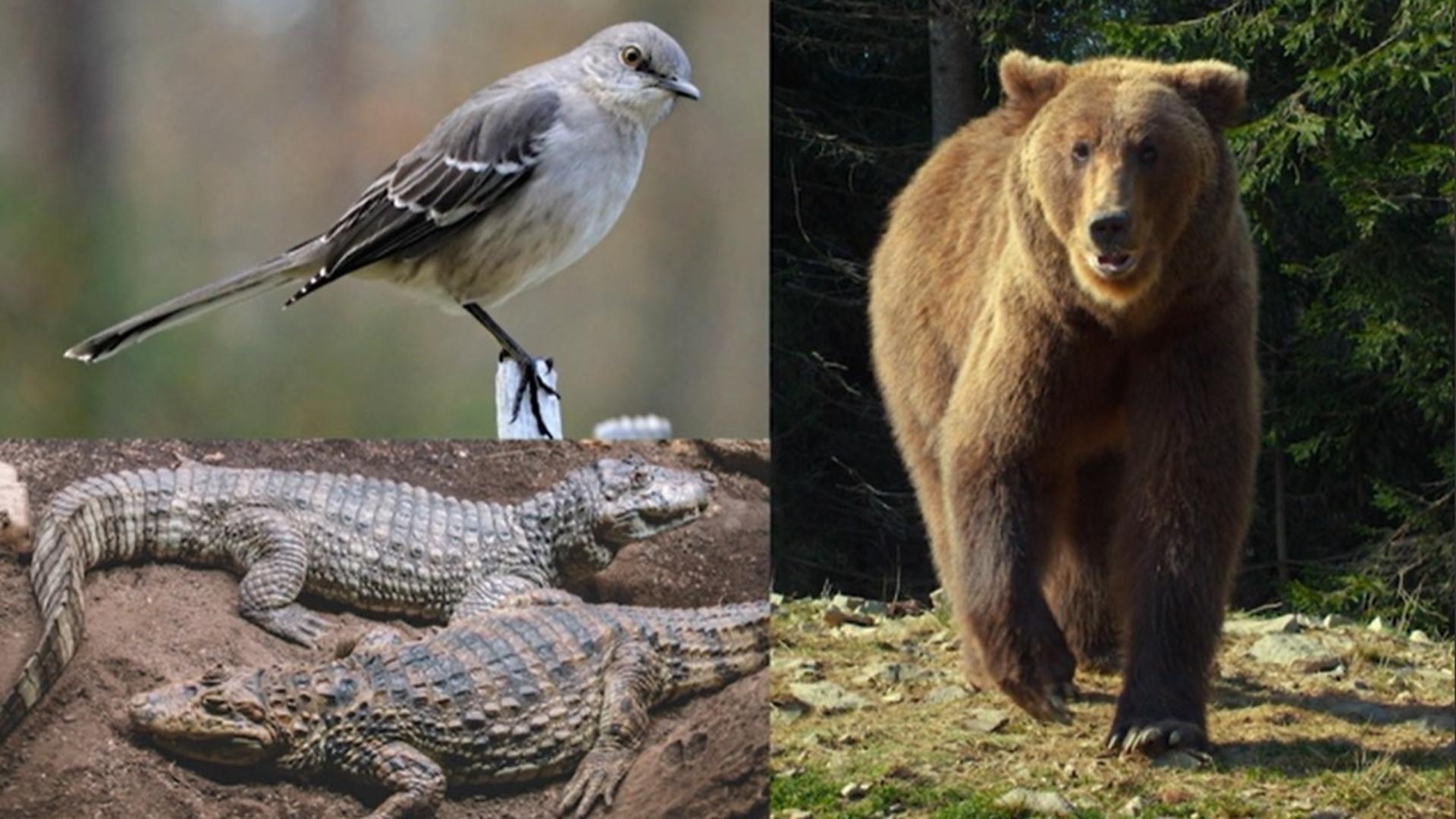 Surviving in the Wild | Rise and Shine: Science Time | PBS LearningMedia