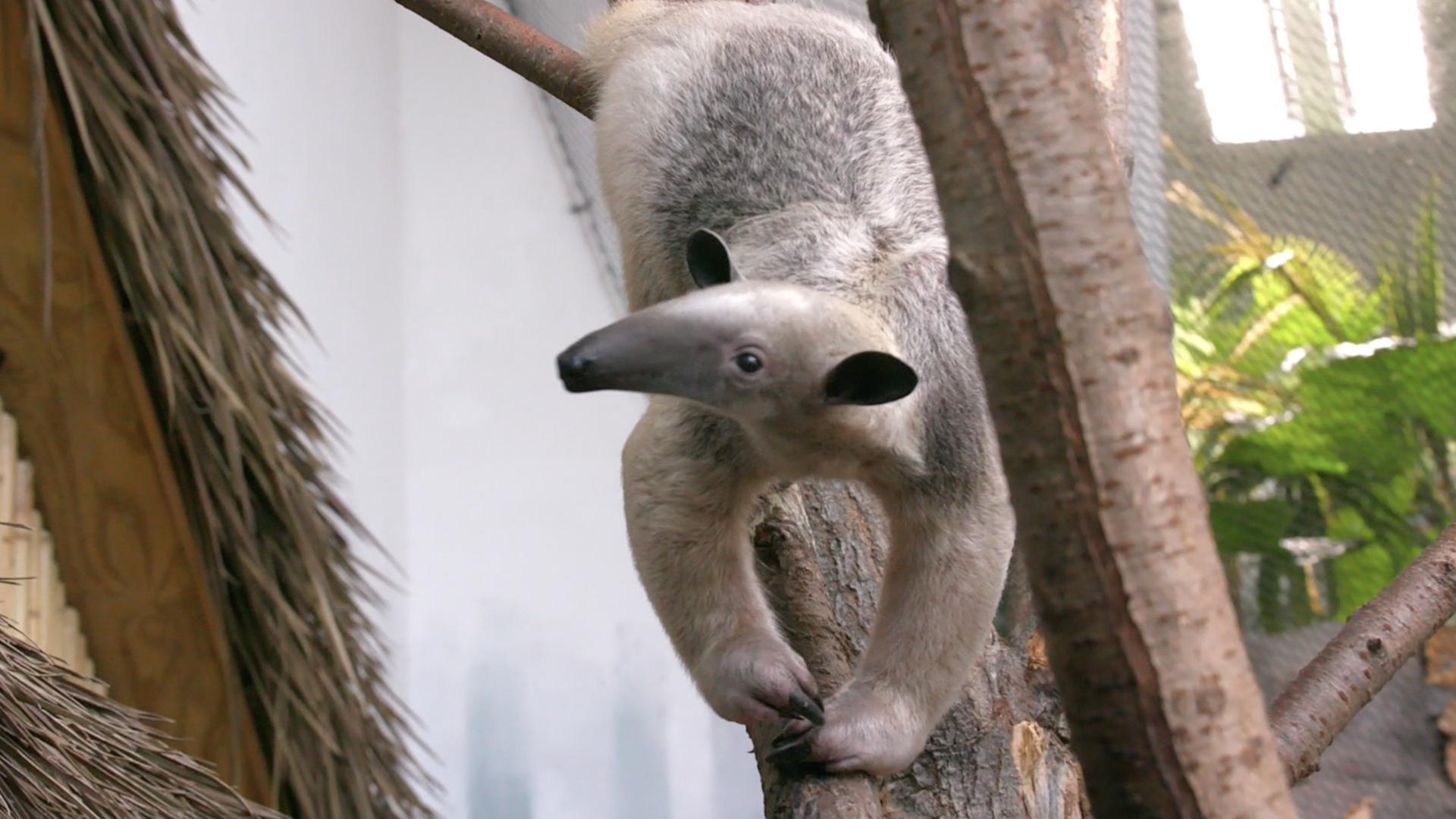 Southern Tamandua | Paws for a Minute | PBS LearningMedia
