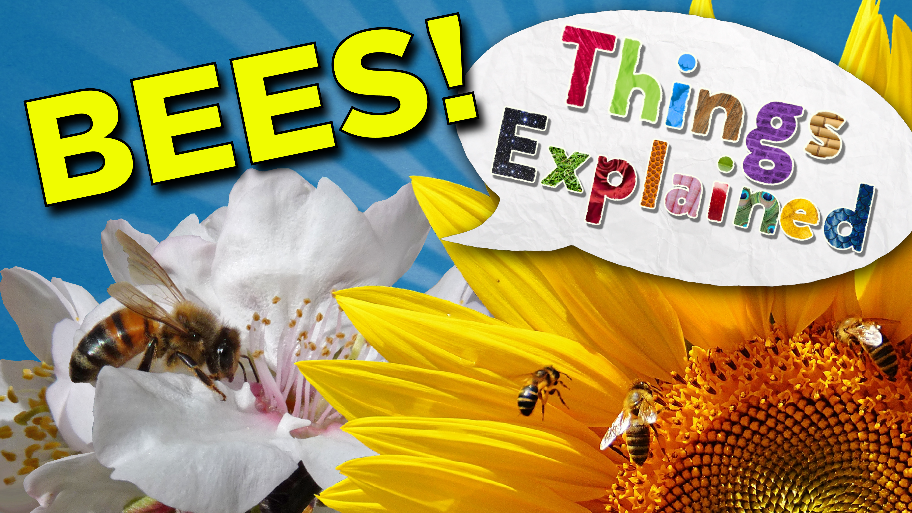 What's Happening to All the Bees? | Things Explained | PBS LearningMedia
