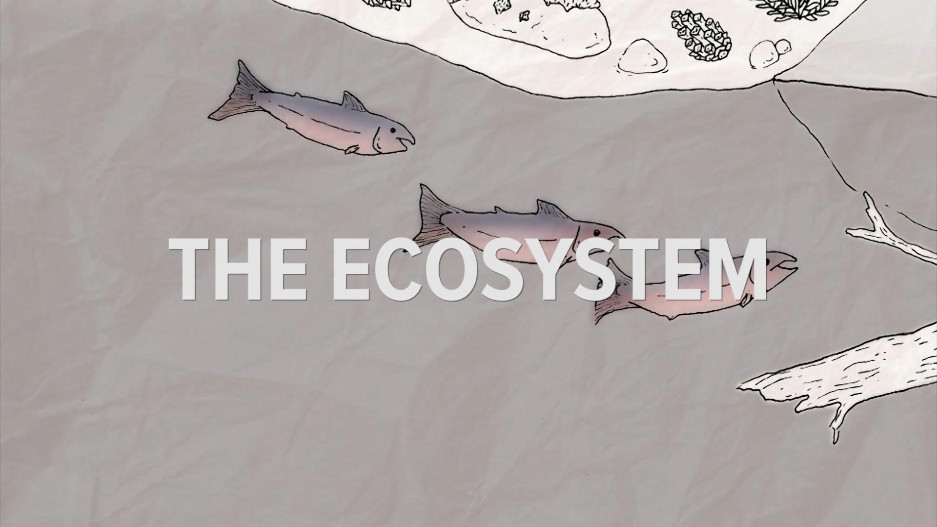 Klamath River Basin Ecosystem | Tending Nature | PBS LearningMedia