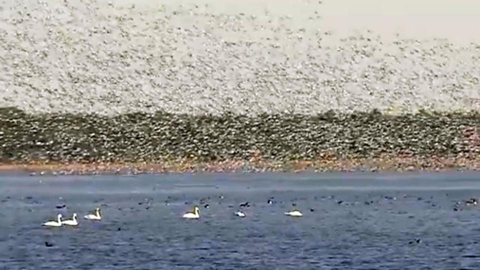 The Great Migration | PBS LearningMedia