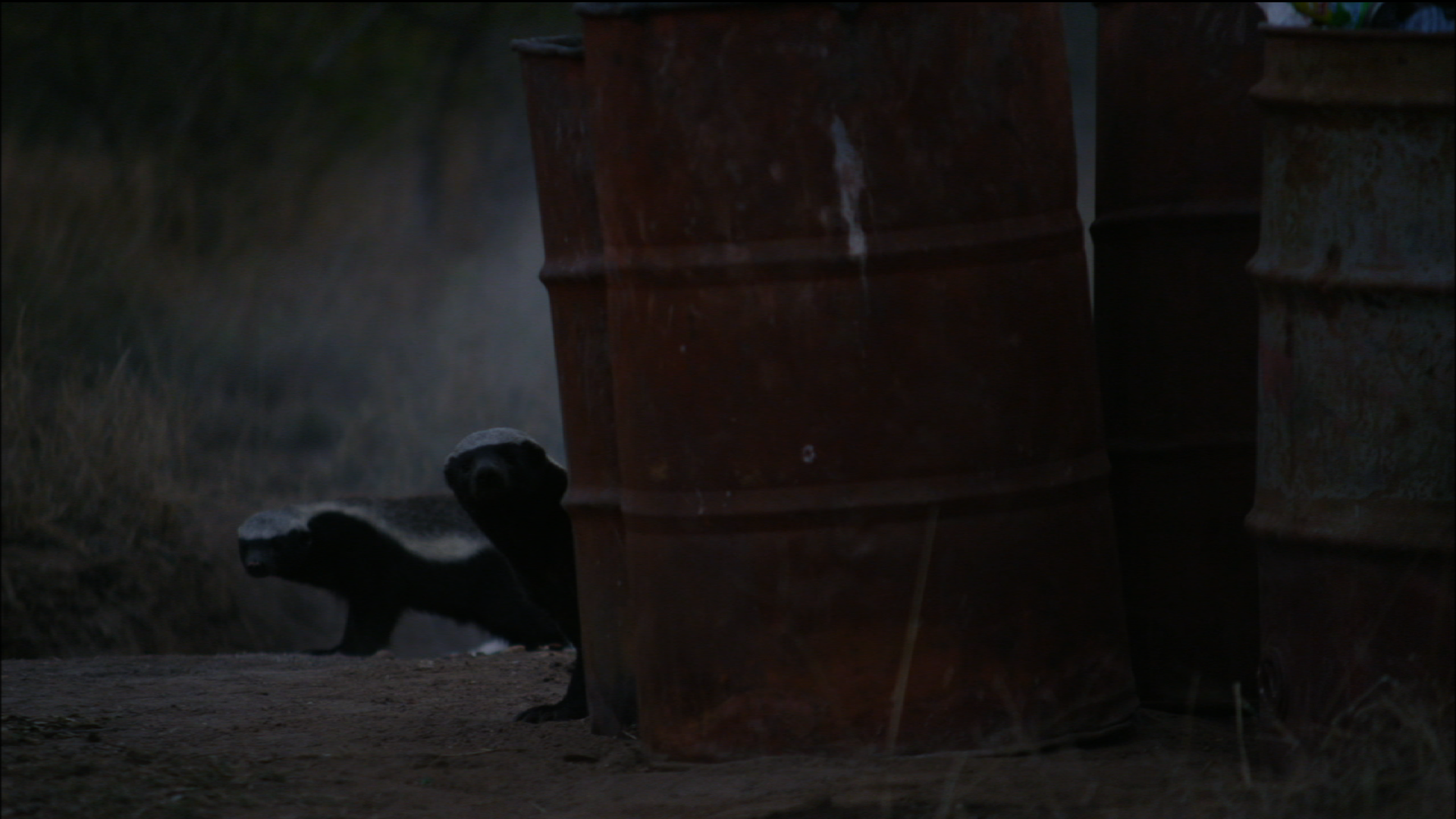 Anti-Predator Adaptations | PBS LearningMedia