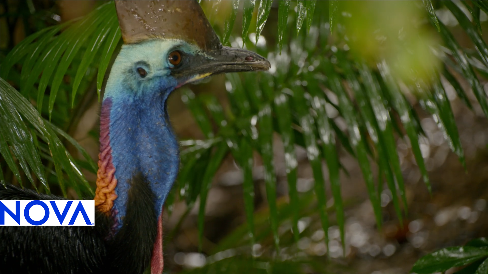 The Role of Cassowary Poop in the Ecosystem | Secrets in the Scat ...