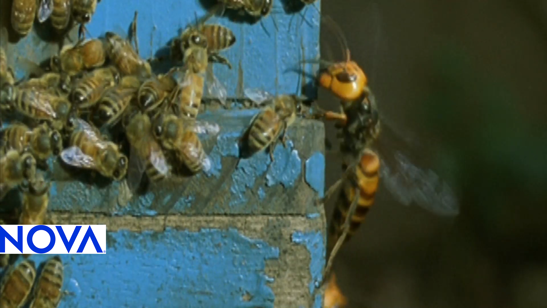 How to Eradicate an Invasive Species | Ocean Invaders | PBS LearningMedia