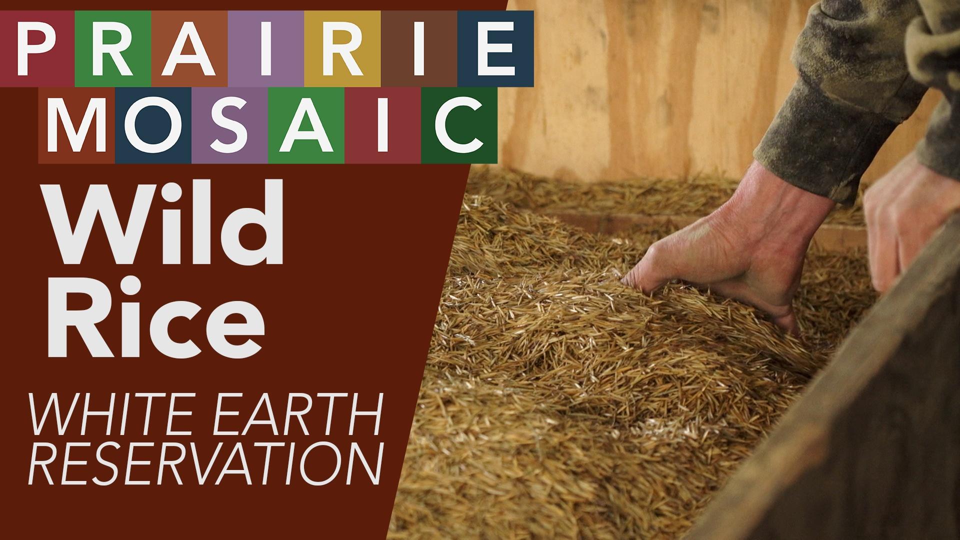 Wild Rice: White Earth Reservation | Artifact Spotlight | PBS LearningMedia
