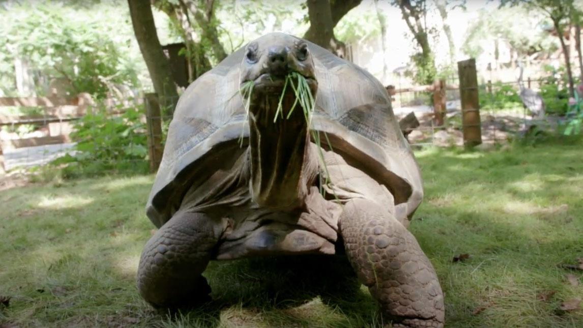 Aldabra Giant Tortoise | Paws for a Minute | PBS LearningMedia
