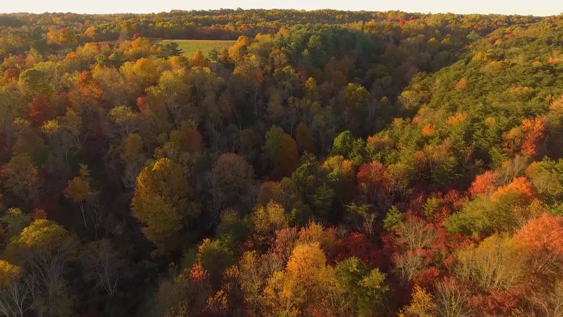 Trees | Wild for Ohio | Grades 3-5 Science Teaching and Lesson Resources