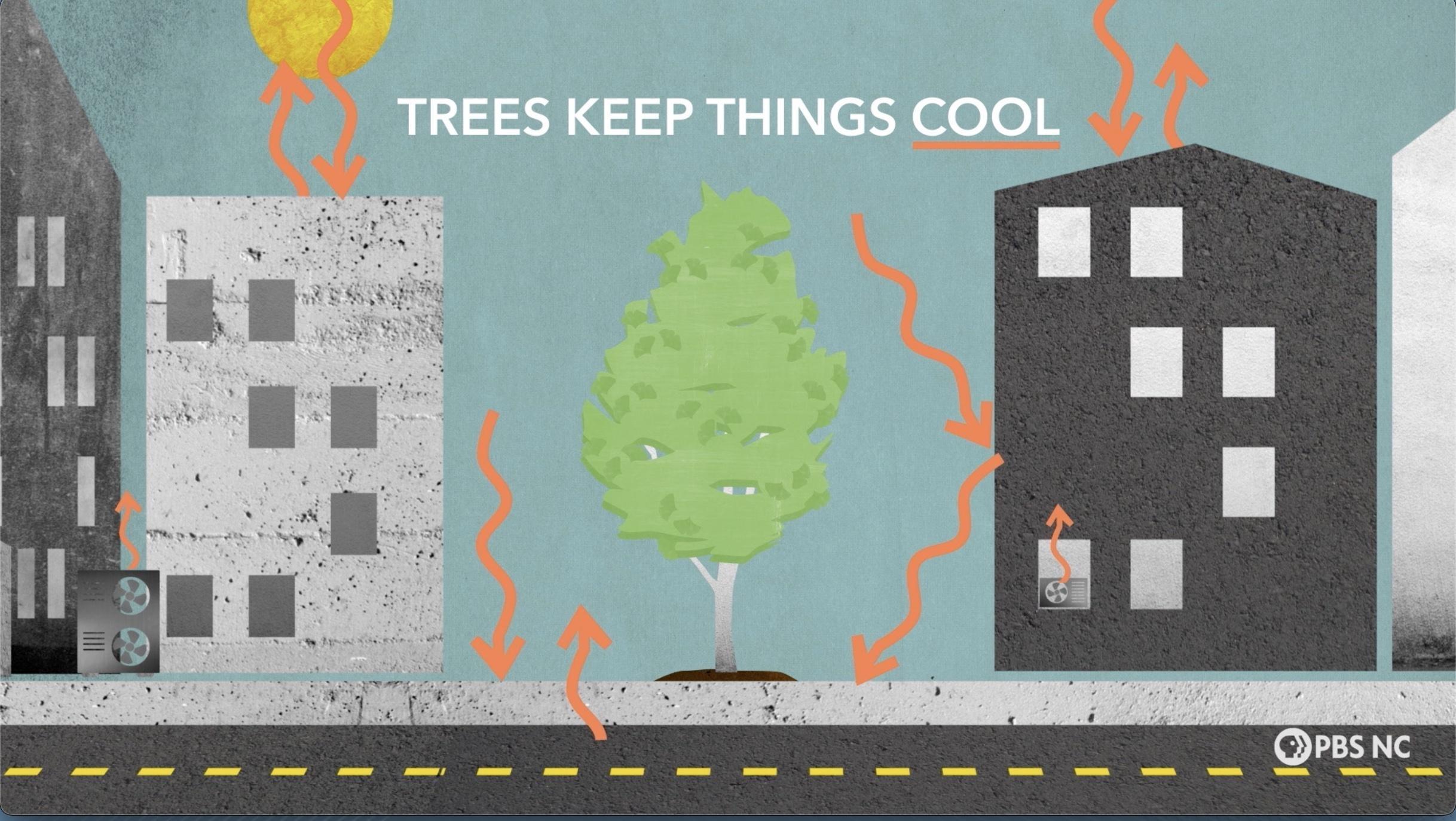 Trees to the Rescue | PBS NC Science | PBS LearningMedia