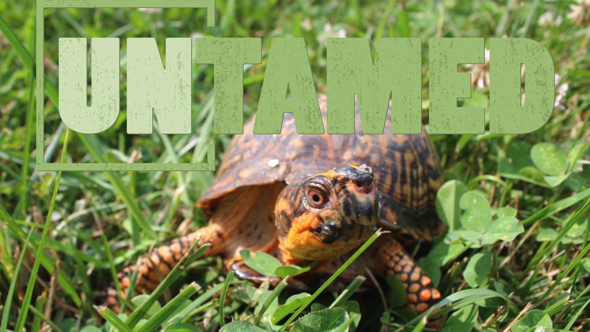 Turtles | UNTAMED | PBS LearningMedia