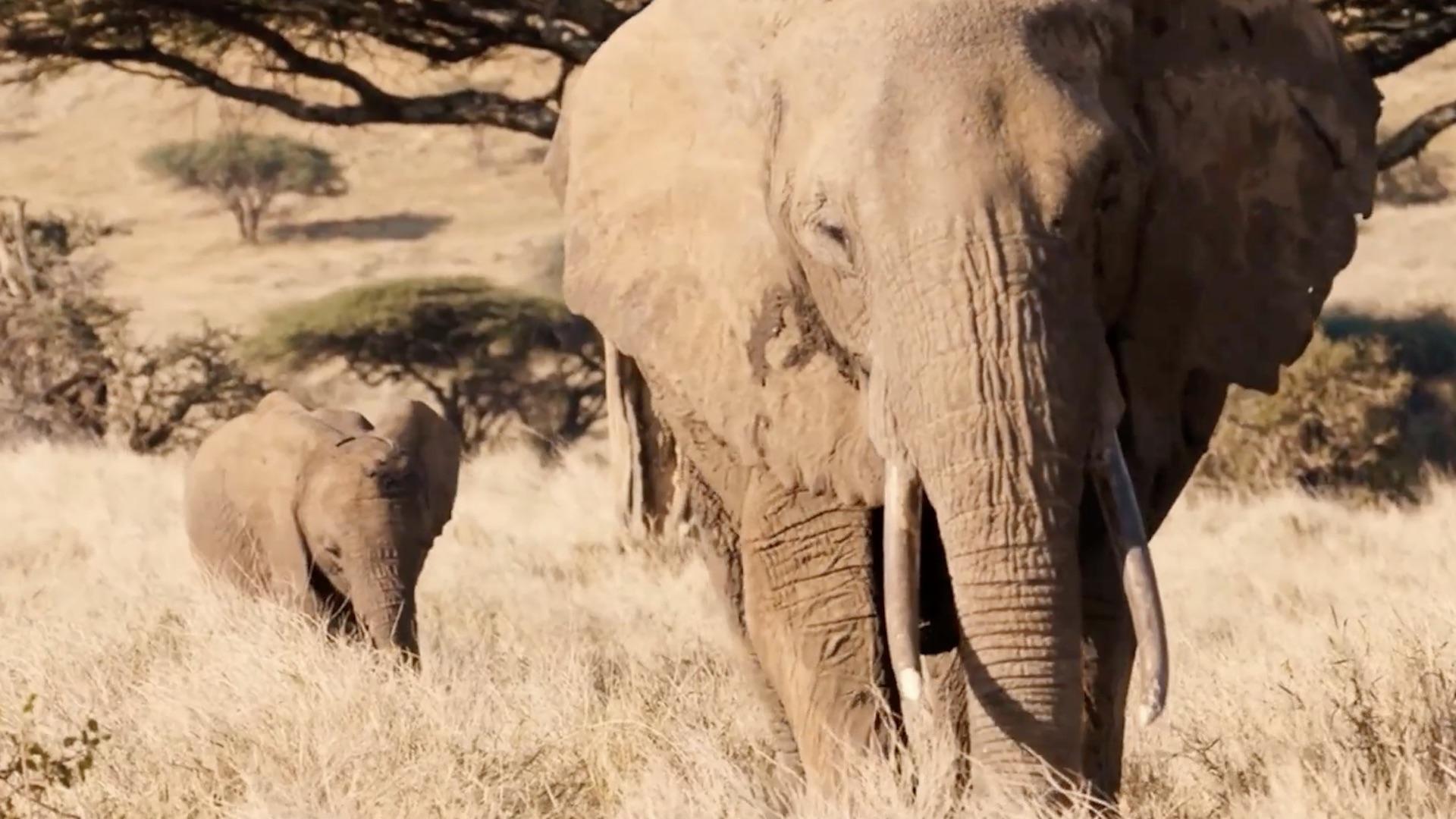 Tusk Trust | EcoSense for Living | Grades 6-8, 9-12 Science Teaching ...
