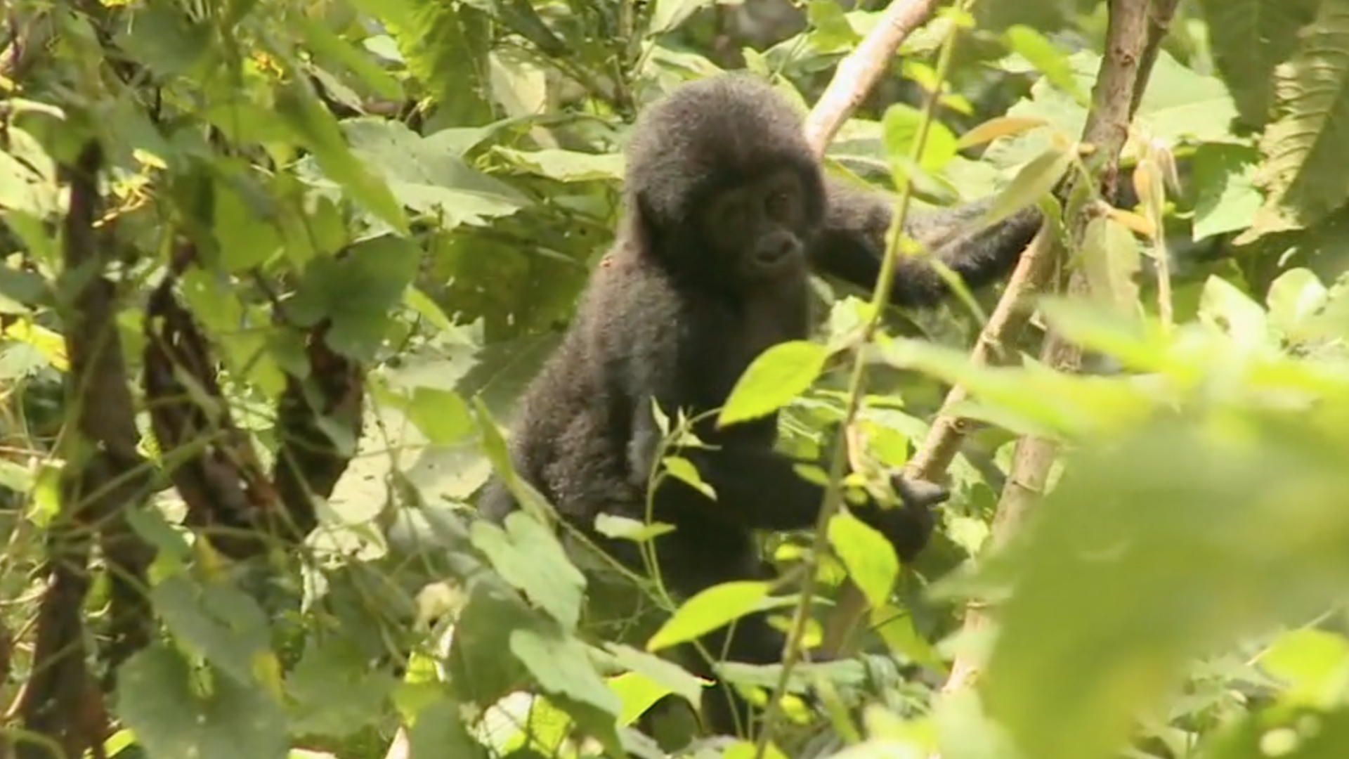 Uganda: Sustainable Tourism | Ruhija Gorilla Camp | PBS LearningMedia