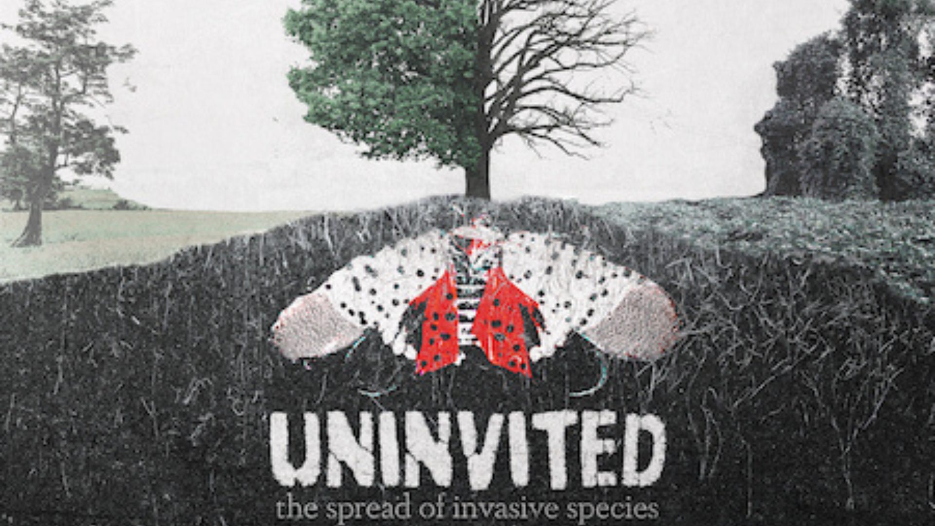 What are Invasive Species? | Uninvited: The Spread of Invasive Species ...