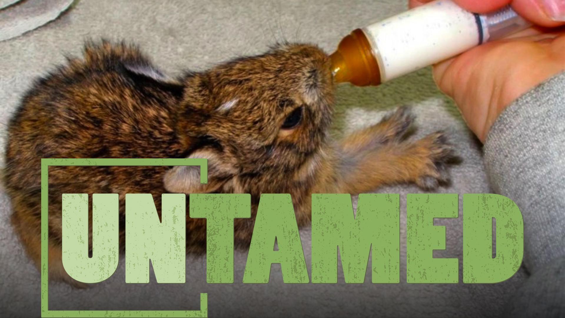 Wildlife Rehabilitation | UNTAMED | PBS LearningMedia