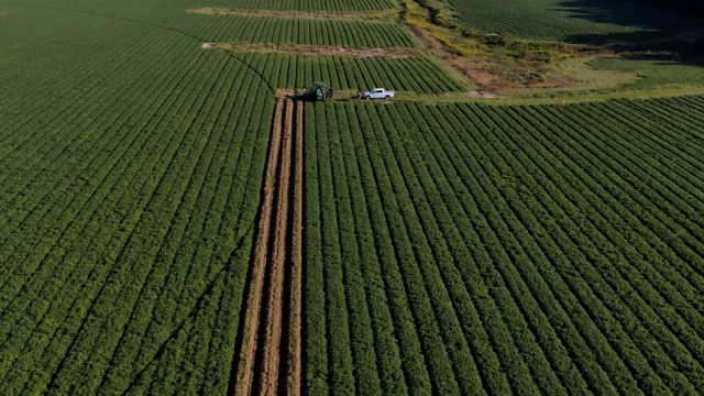 Peanut Technology | Georgia Peanuts | PBS LearningMedia