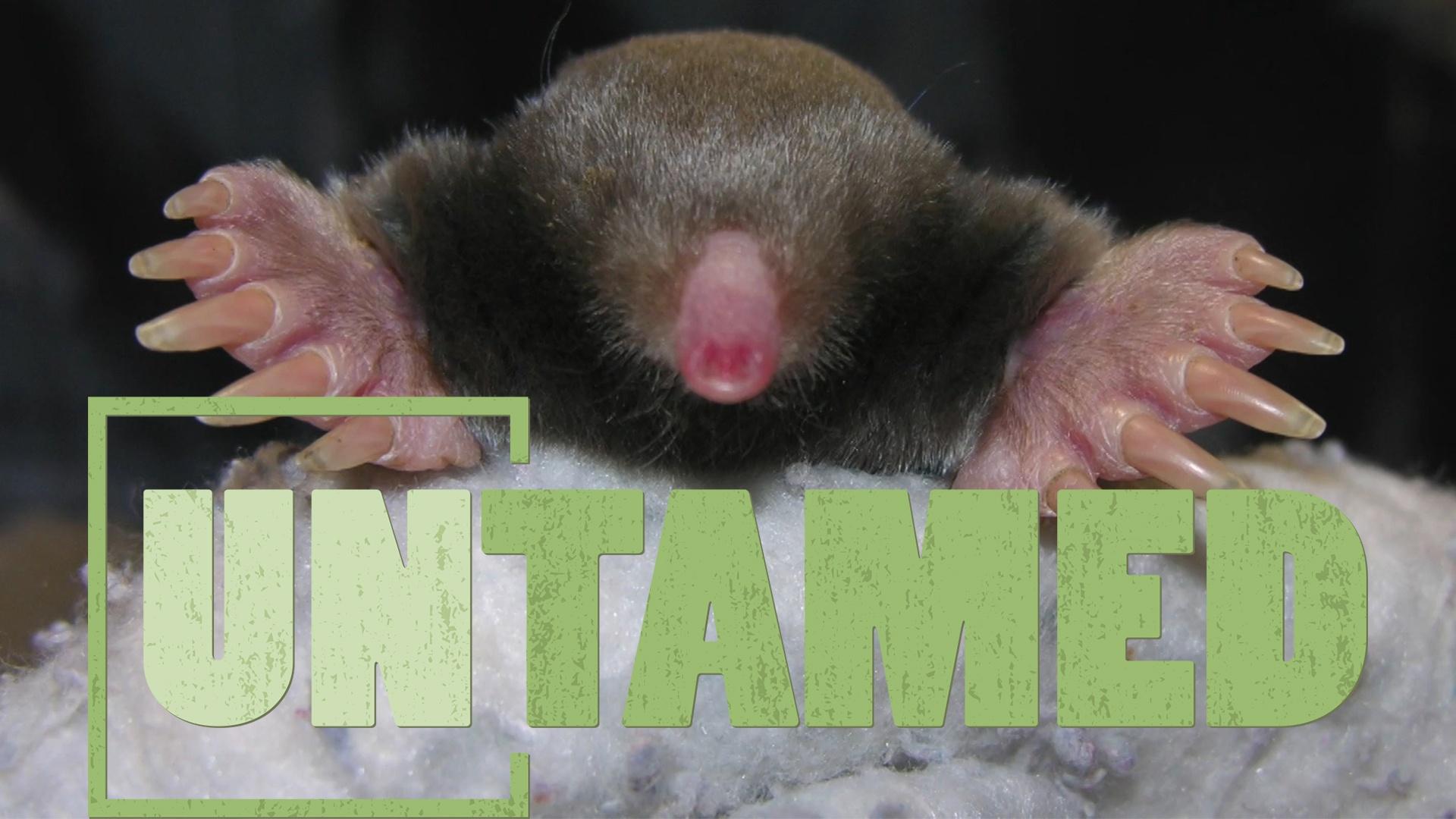 Unusual Species | UNTAMED | PBS LearningMedia