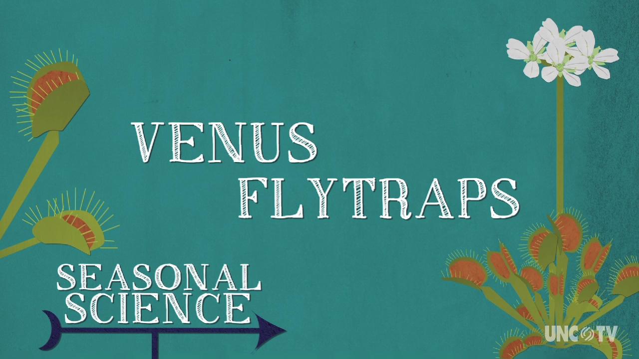 Seasonal Science: Venus Flytrap | PBS LearningMedia