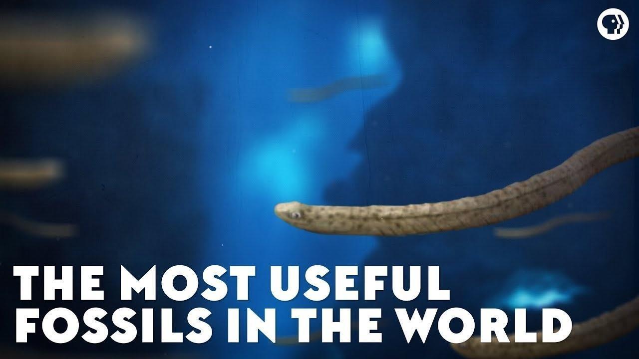 The Most Useful Fossils in the World | Eons | PBS LearningMedia