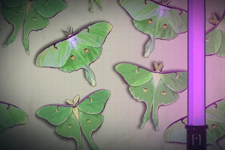 Insect Metamorphosis and Insect Attraction | What's Bugging You ...