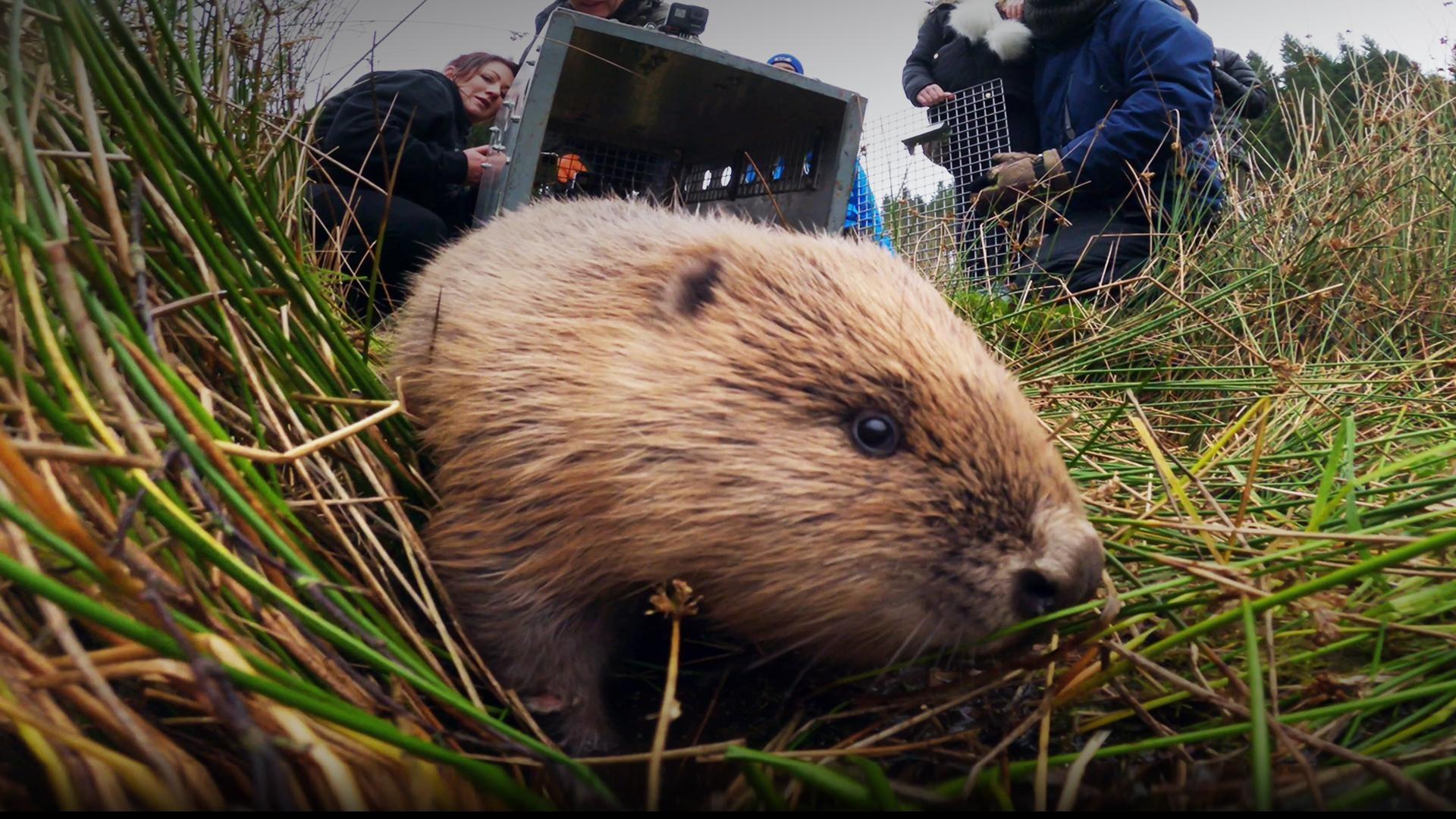 Beaver Fever: Keystone Species Returns to UK | Wild Hope | PBS ...