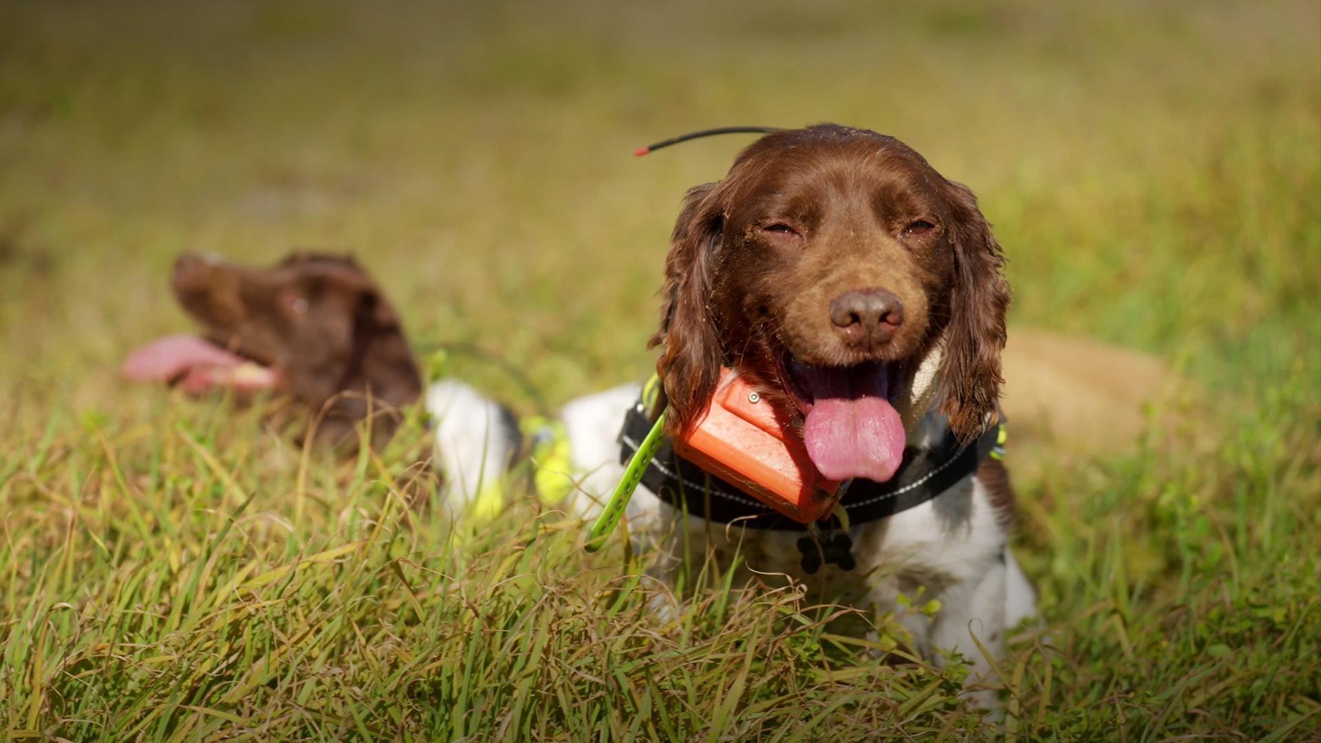 Canine Conservationists: Dogs Defending Australia's Wildlife | Wild ...