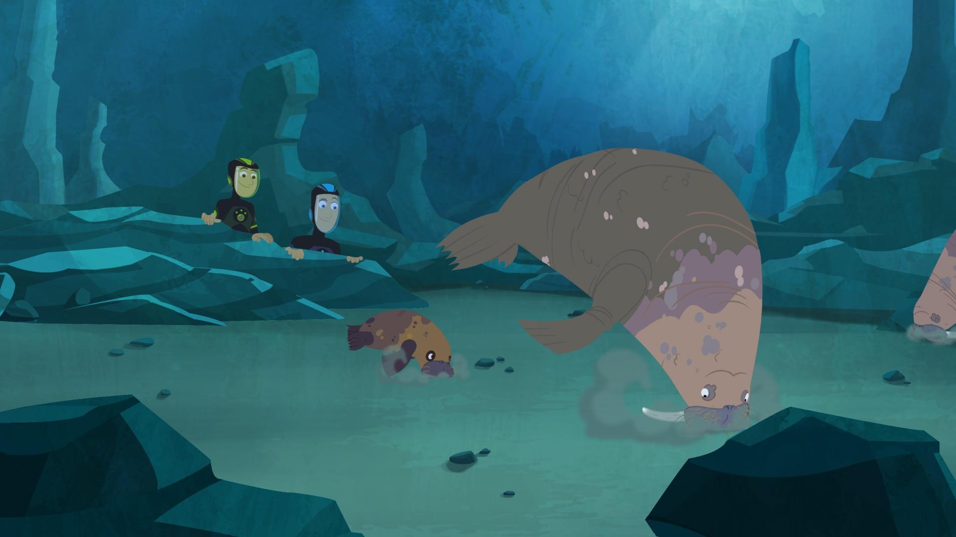 Walrus Stampede! | PBS LearningMedia