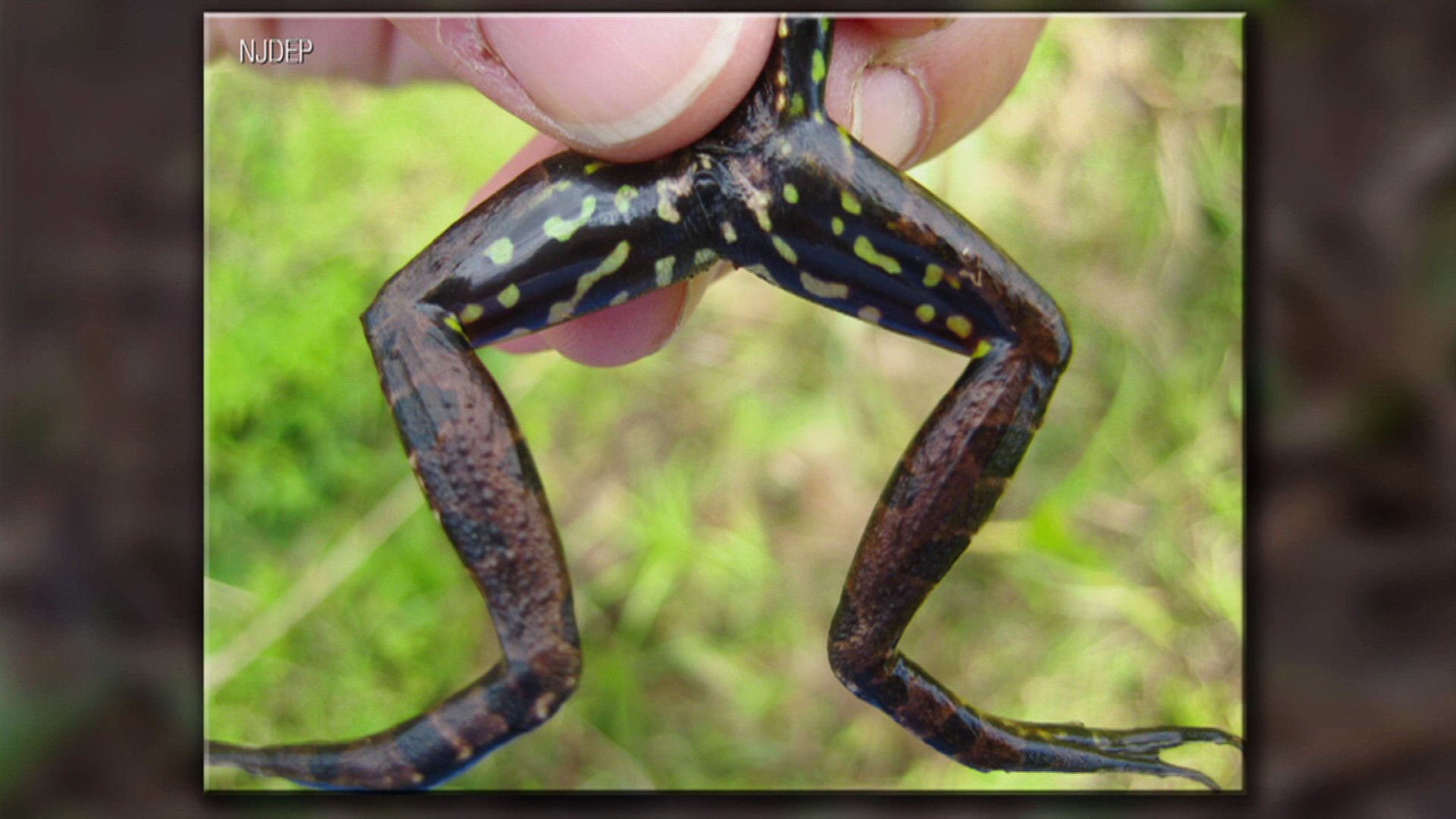 Leopard Frog Dissection