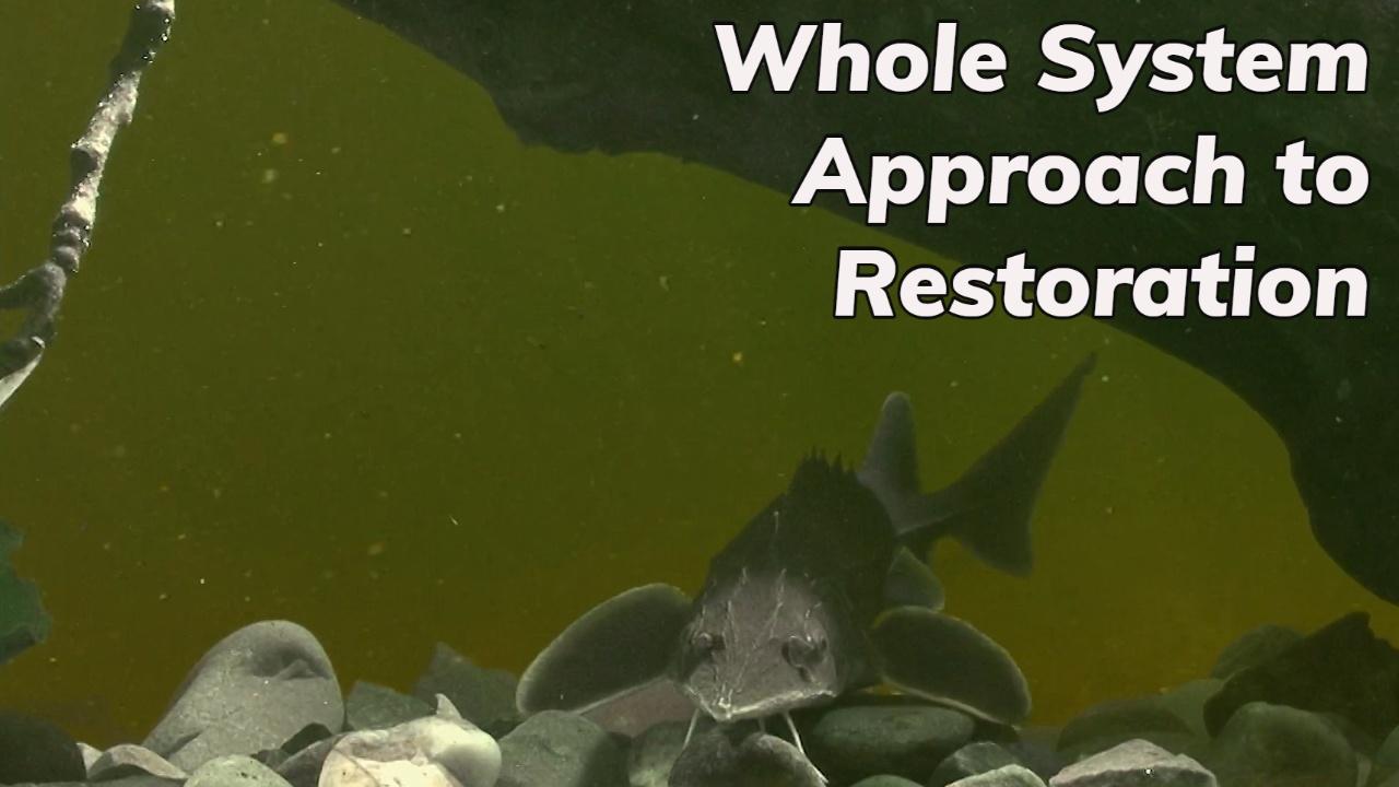 Whole System Approach to Restoration | The Fish Between the Falls | PBS ...