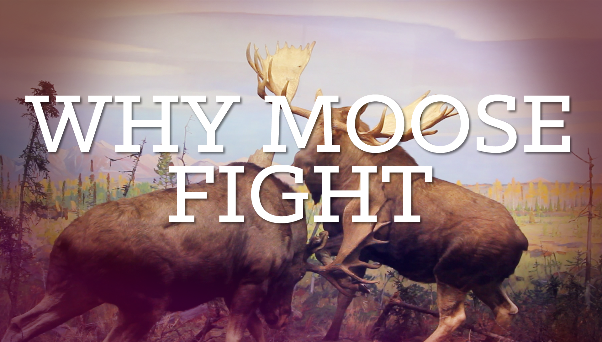 Why Moose Fight | Grades 6-8, 9-12 Science Teaching and Lesson Resources