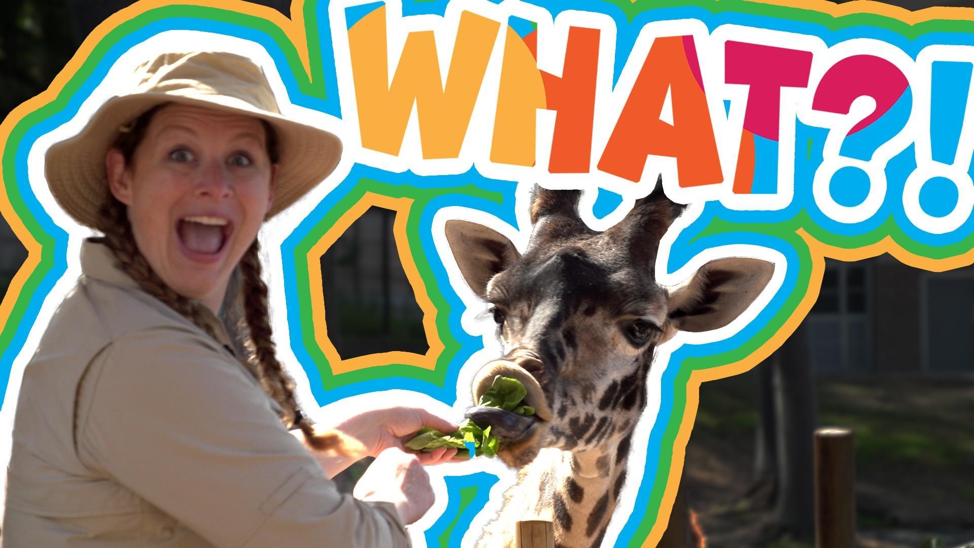 The Zookeeper and the Giraffes | I Can Be What?! | PBS LearningMedia