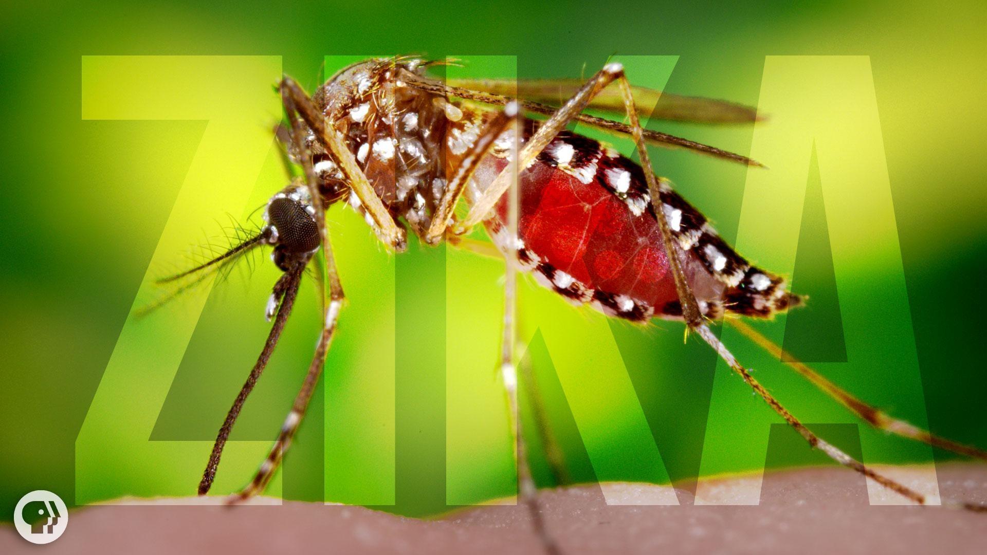 Should You Be Worried About Zika? | It's Okay to Be Smart | PBS ...