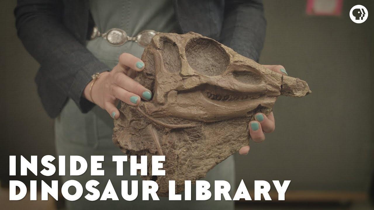 Inside the Dinosaur Library | Eons | PBS LearningMedia