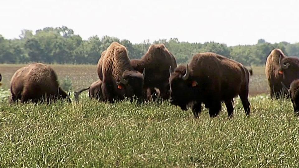 Bringing Back the Bison | America's Heartland | PBS LearningMedia