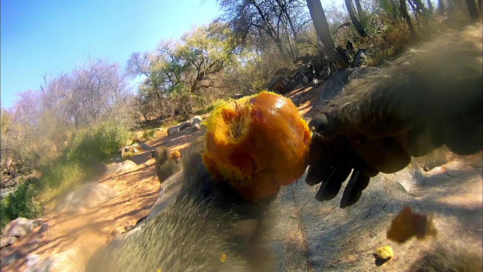 A Surprising Solution to Baboon Farm Raiding | PBS LearningMedia