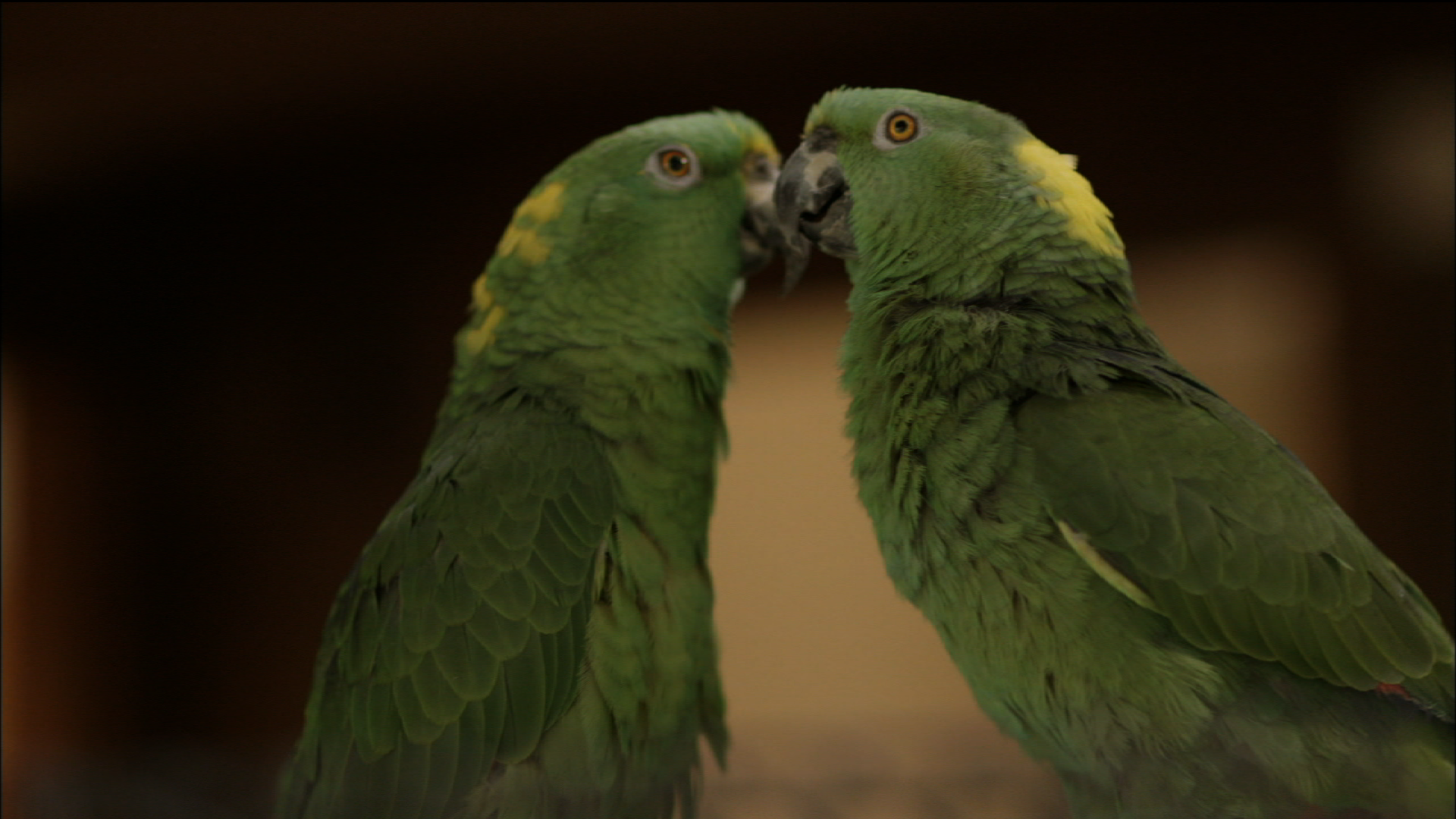 Basil | Nature: Parrot Confidential | Grades 6-8, 9-12 Science Teaching ...