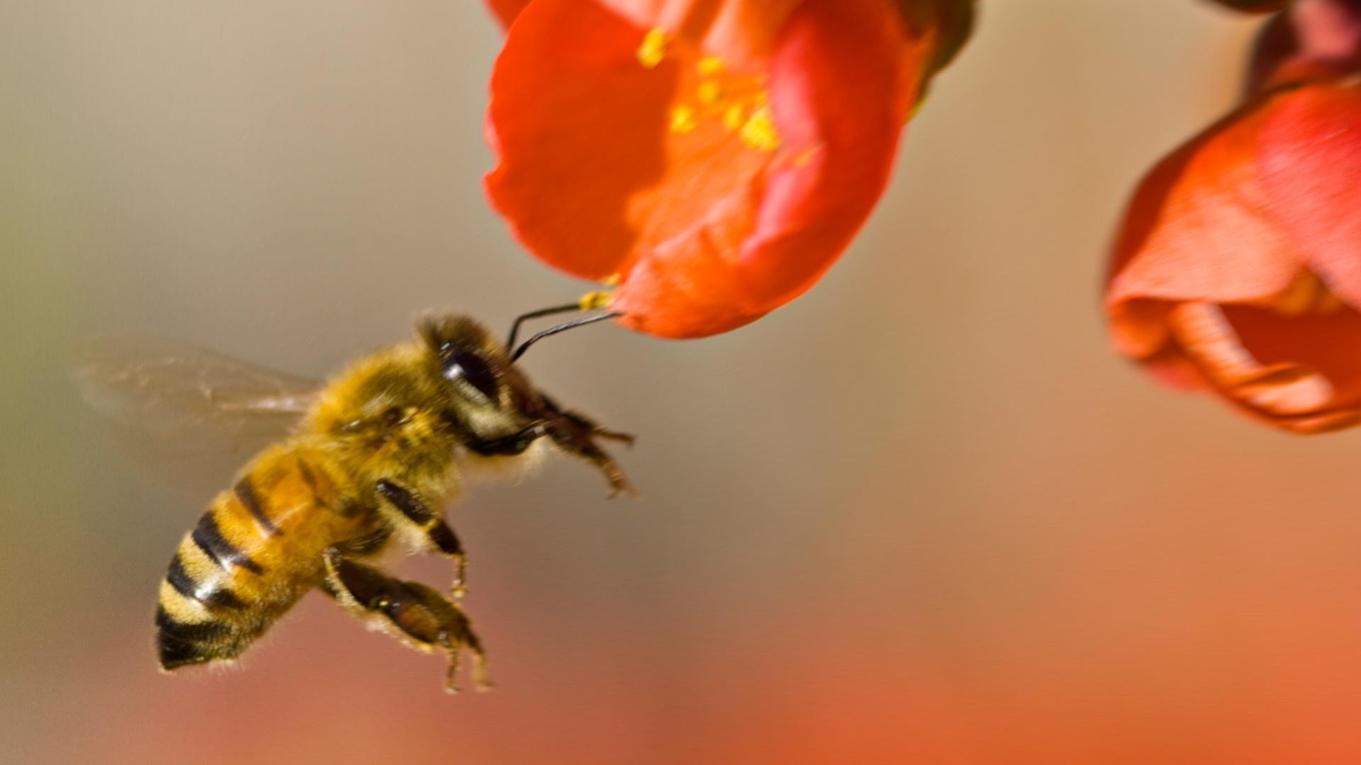 Busy Bees | Valley's Gold | PBS LearningMedia