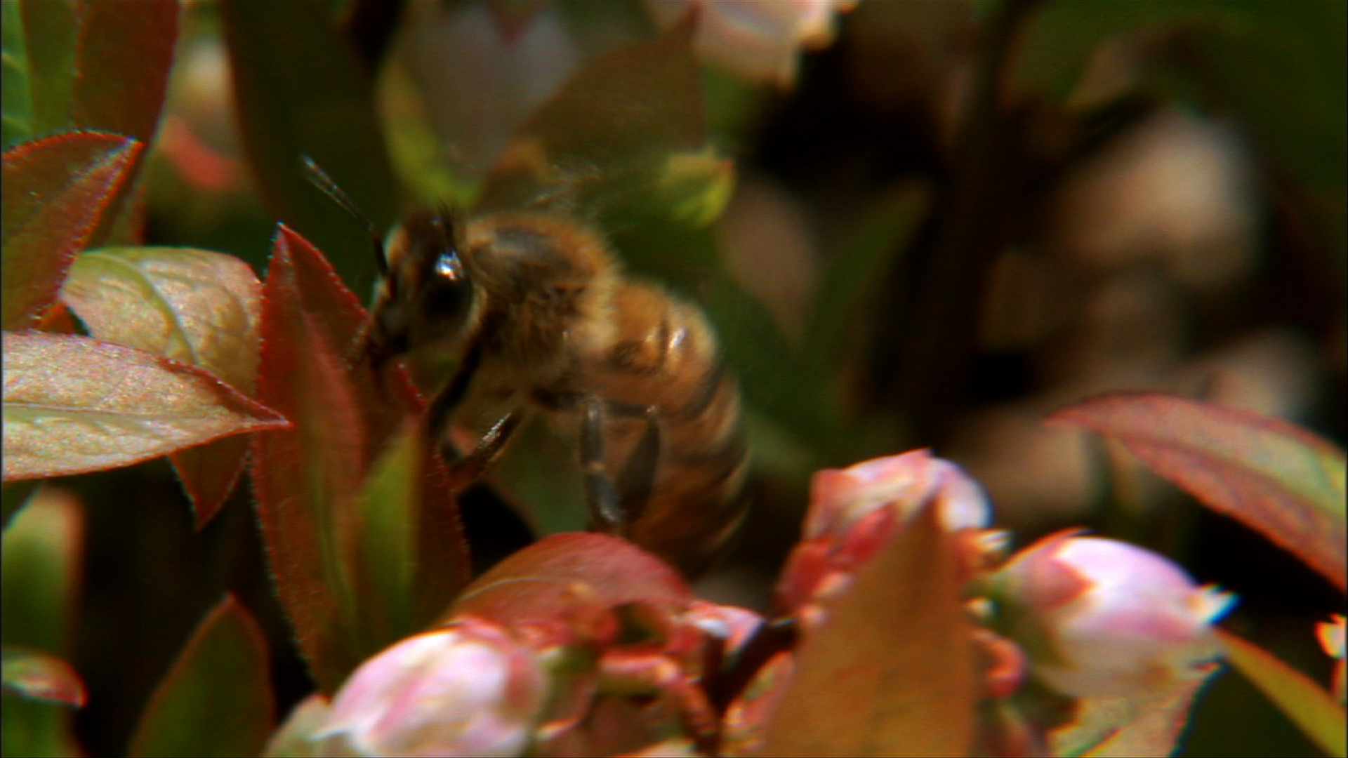 Disappearance of the Bees - What's the Impact? | PBS LearningMedia
