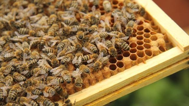 The Royal Bees: Pollen Gathering in the Yard | The Queen's Garden | PBS LearningMedia