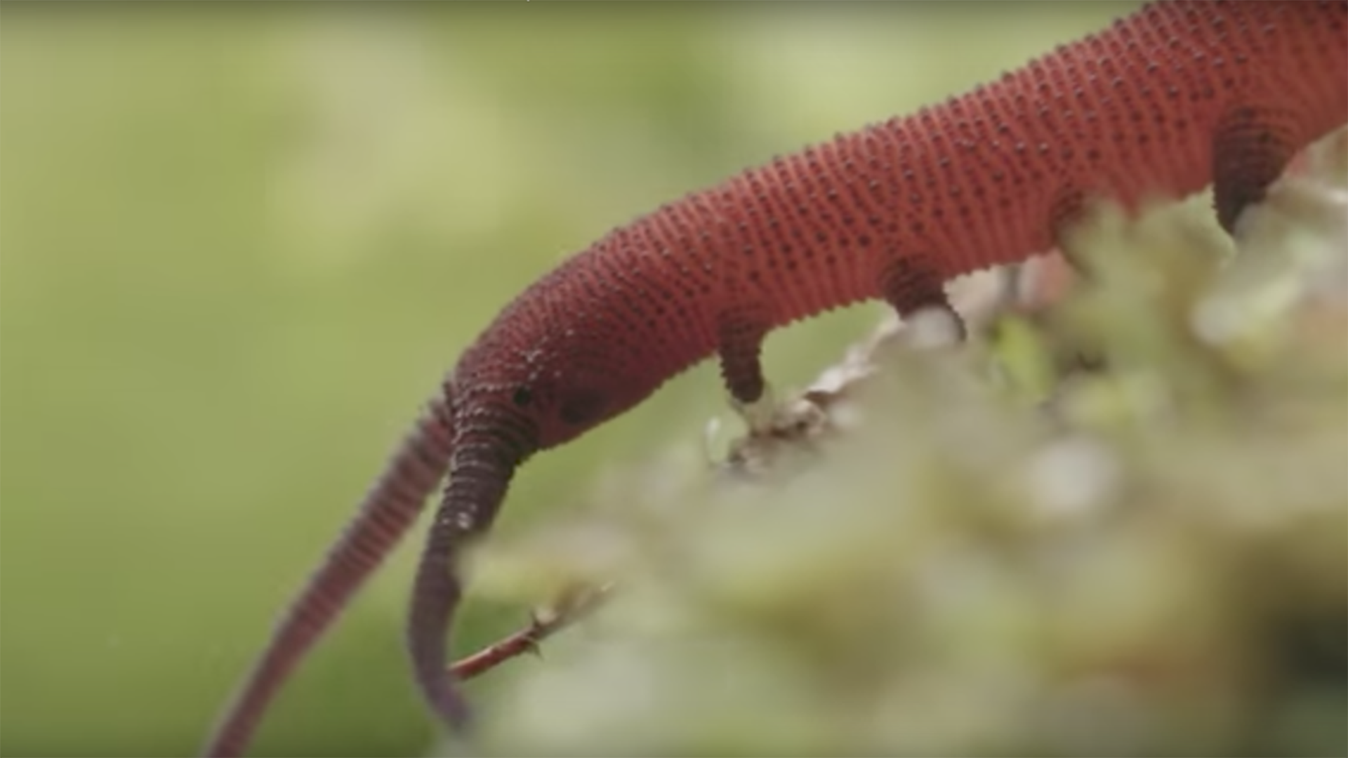 Lens of Time: Velvet Worms—Secret of the Slime | PBS LearningMedia