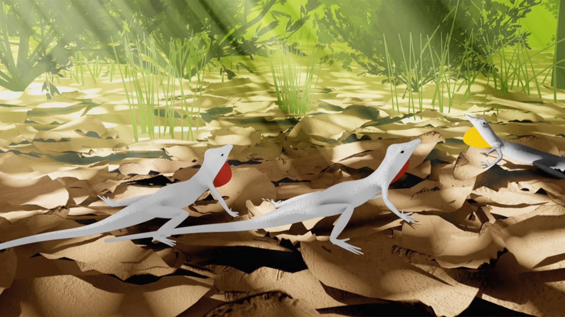 Anole Lizards and Speciation | HHMI Biointeractive | PBS LearningMedia