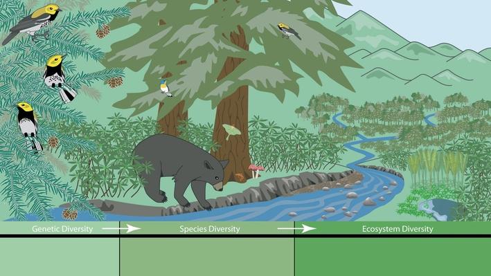 Three Levels of Biodiversity | Science | Interactive | PBS LearningMedia Three Levels of Biodiversity | Science | Interactive | PBS LearningMedia