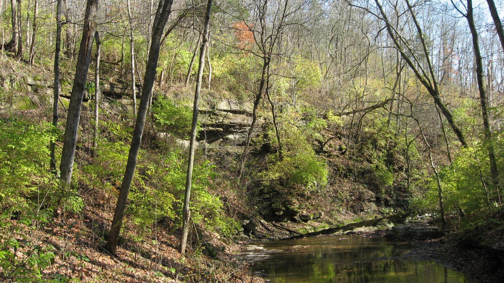 Biodiverse Regions: Blood River | PBS LearningMedia