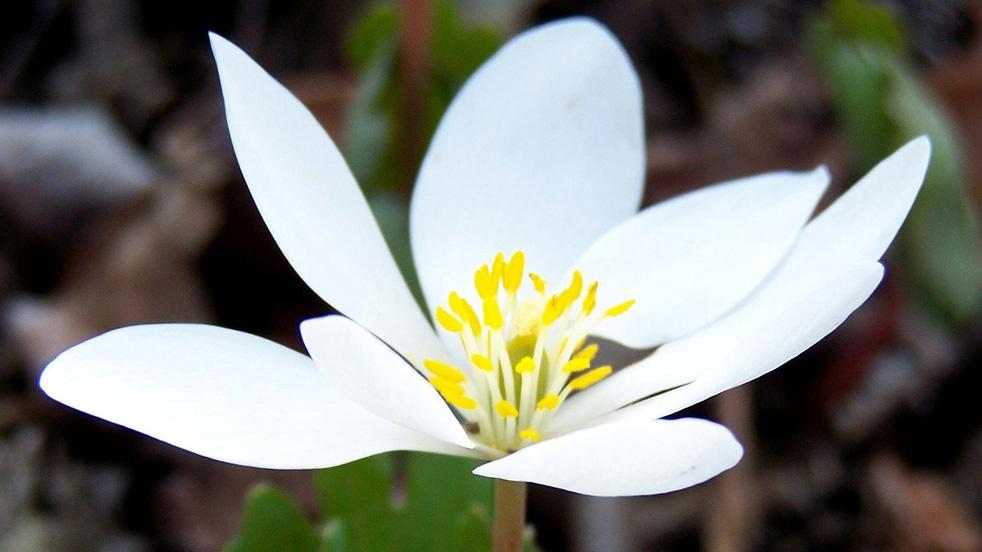 Bloodroot | KET Image Bank | PBS LearningMedia