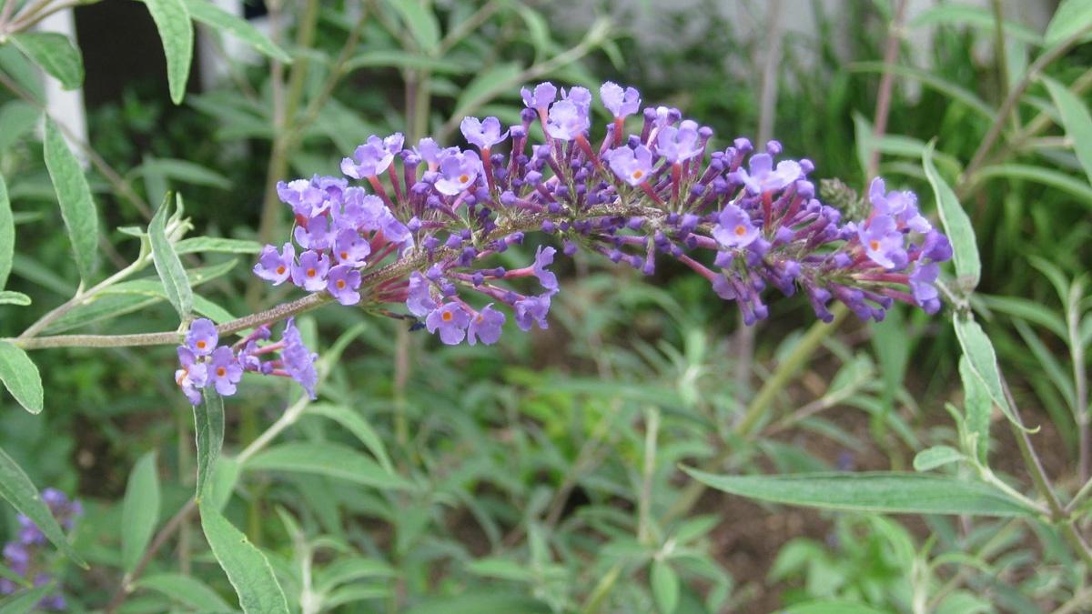 Butterfly Bush | KET Image Bank | PBS LearningMedia