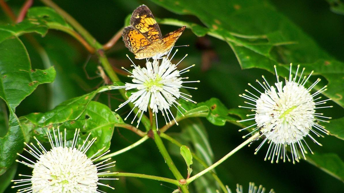 Buttonbush | KET Image Bank | PBS LearningMedia