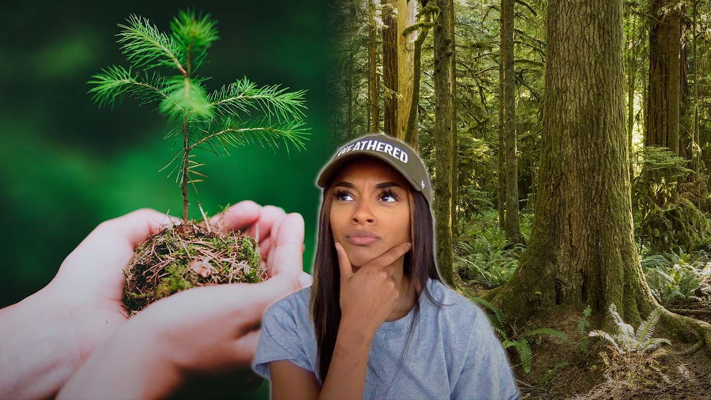 The Surprising Truth Behind Planting Trees and Climate Change ...
