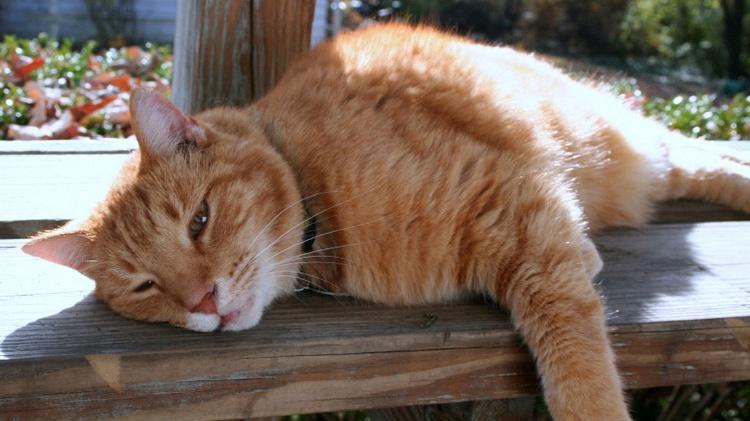 Cat | KET Image Bank | PBS LearningMedia